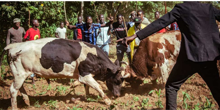 Ksh 250KPer Bull: How Professional Bullfighting is Making Money for ...